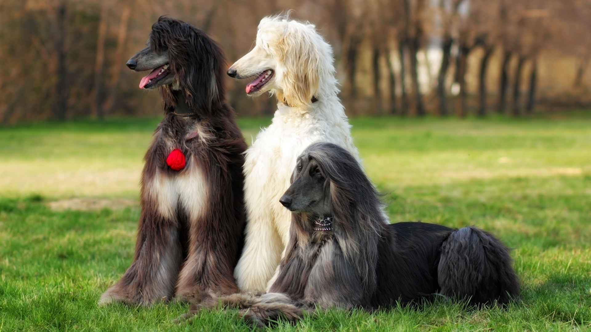 Most Beautiful Dog Breeds The Top 10 Most Beautiful Dog Breeds – The