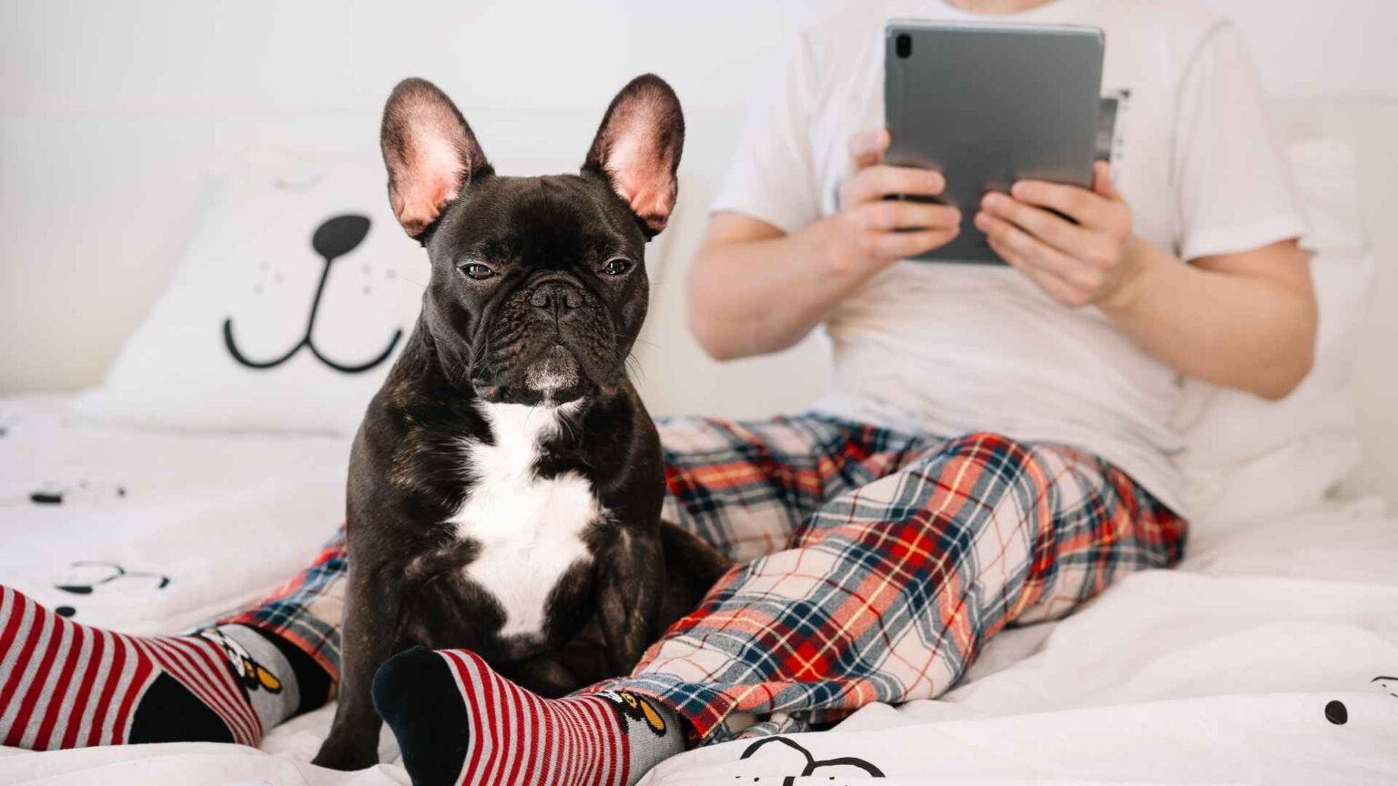 10 Most Easiest Dog Breeds To Own For A Stress-Free Life