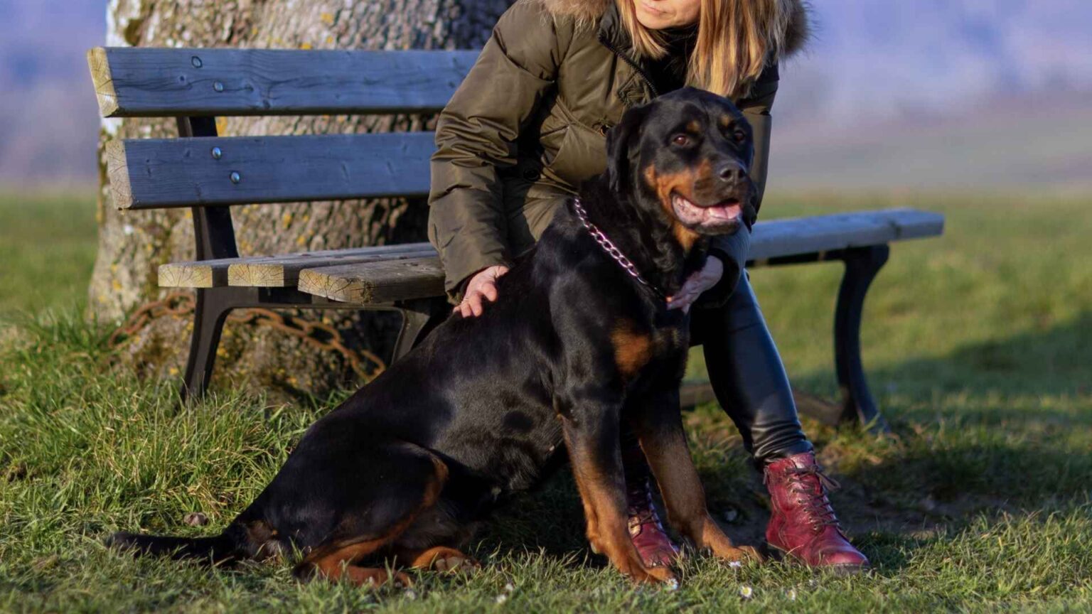 7 Best Guard Dog Breeds For Personal Protection