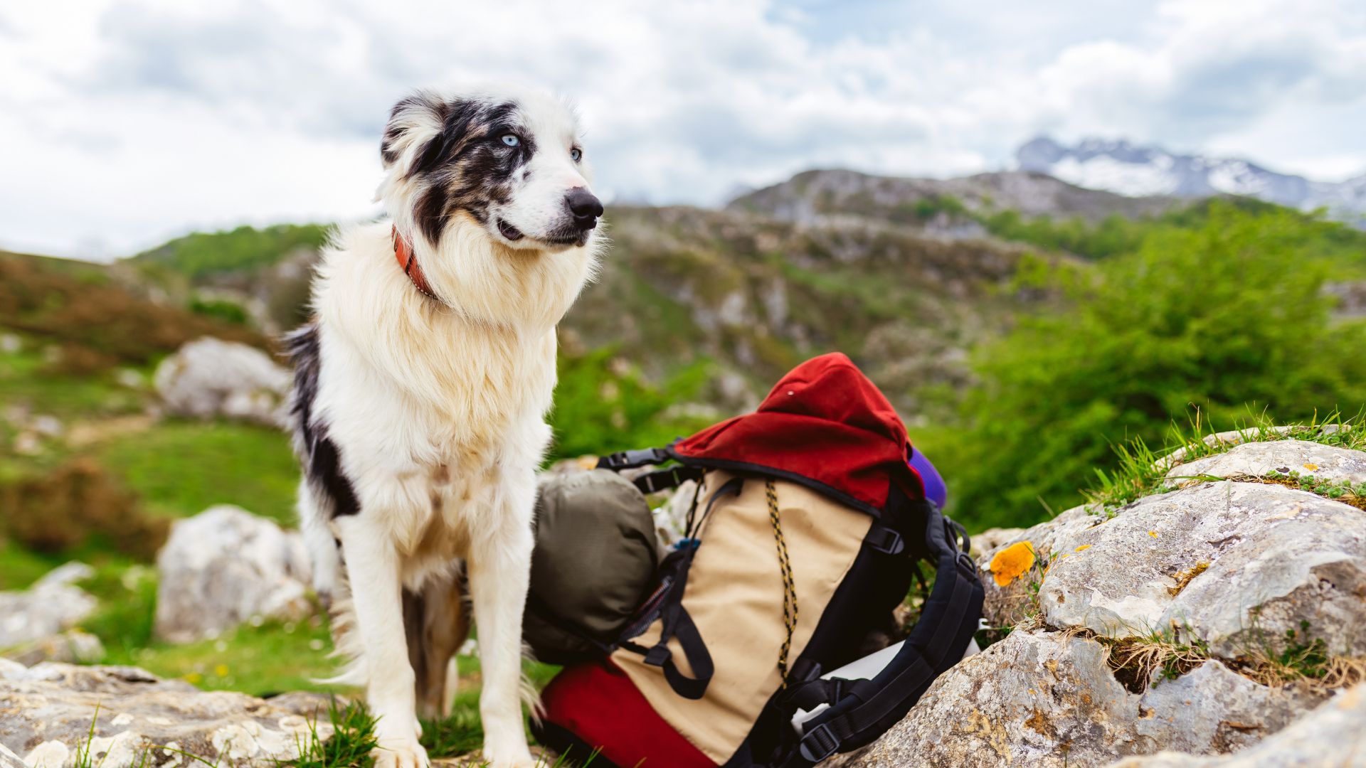 7 Best Hiking Dog Breeds For Outdoor Adventures - Cerfiem.com