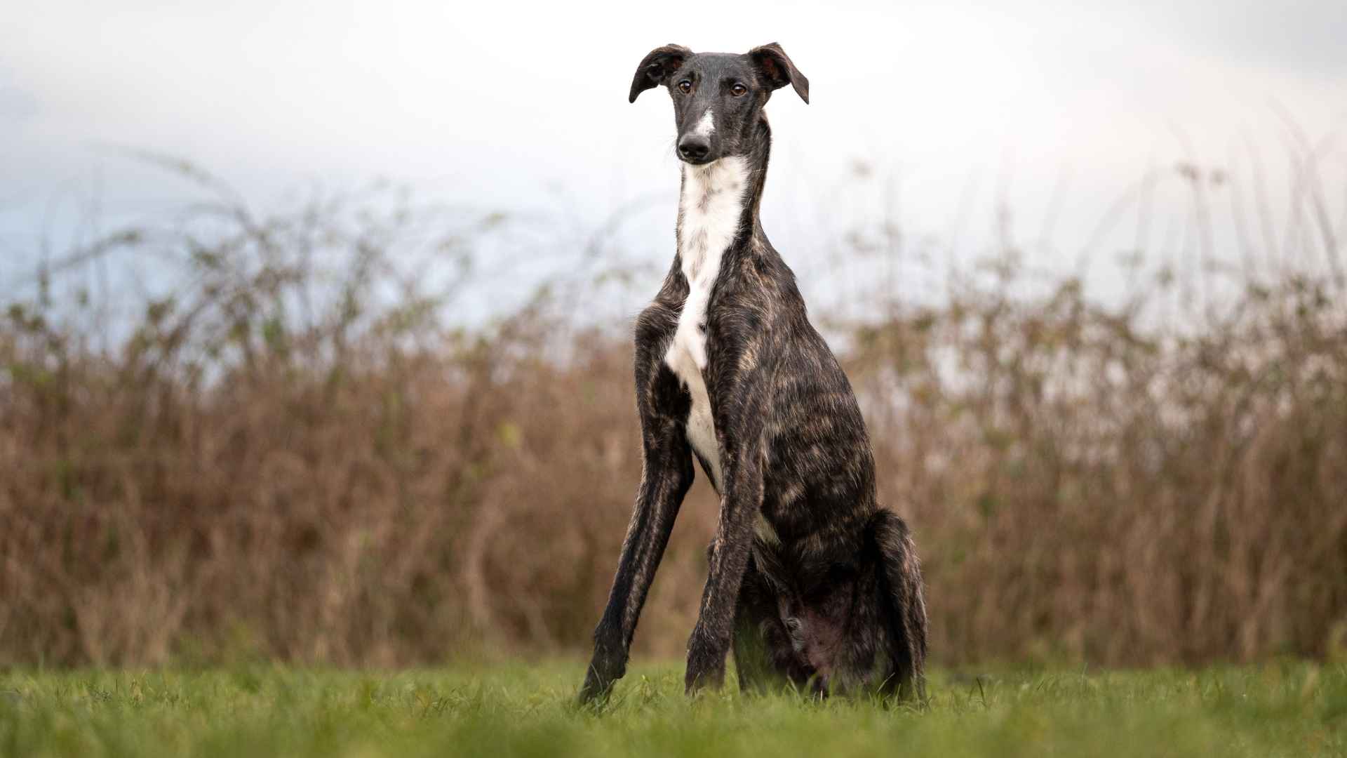 Large Short Haired Terrier Breeds