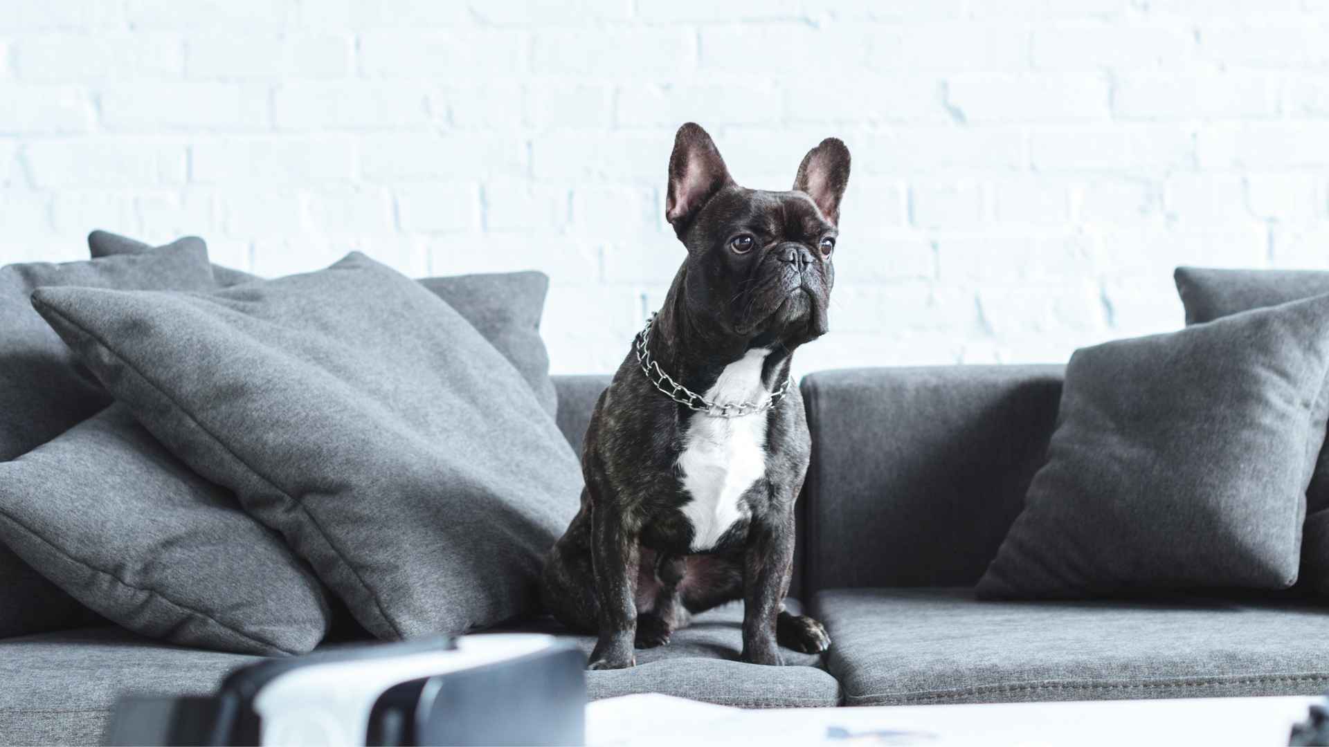 7 Silent Dog Breeds That Bark Less And Fit In Your Home - Tededer.com