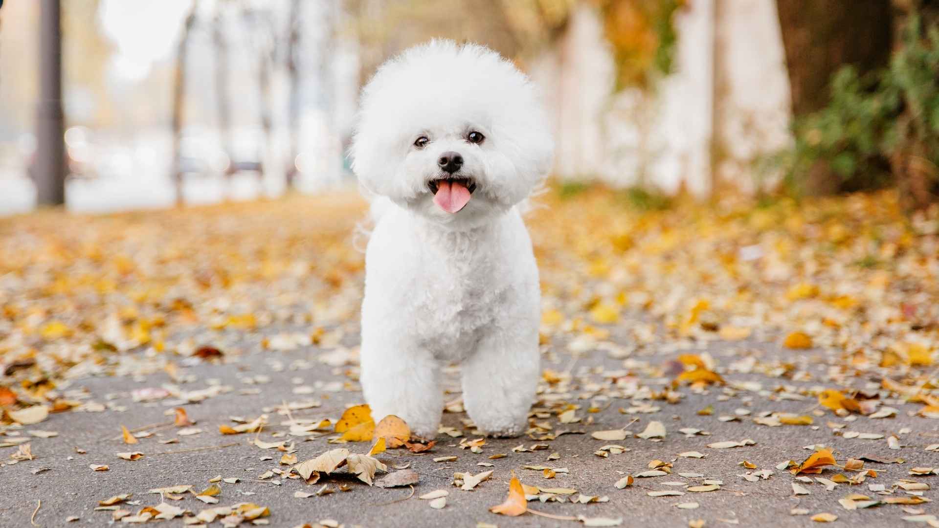 7 Best Small Curly Haired Dog Breeds - Ethawi.com