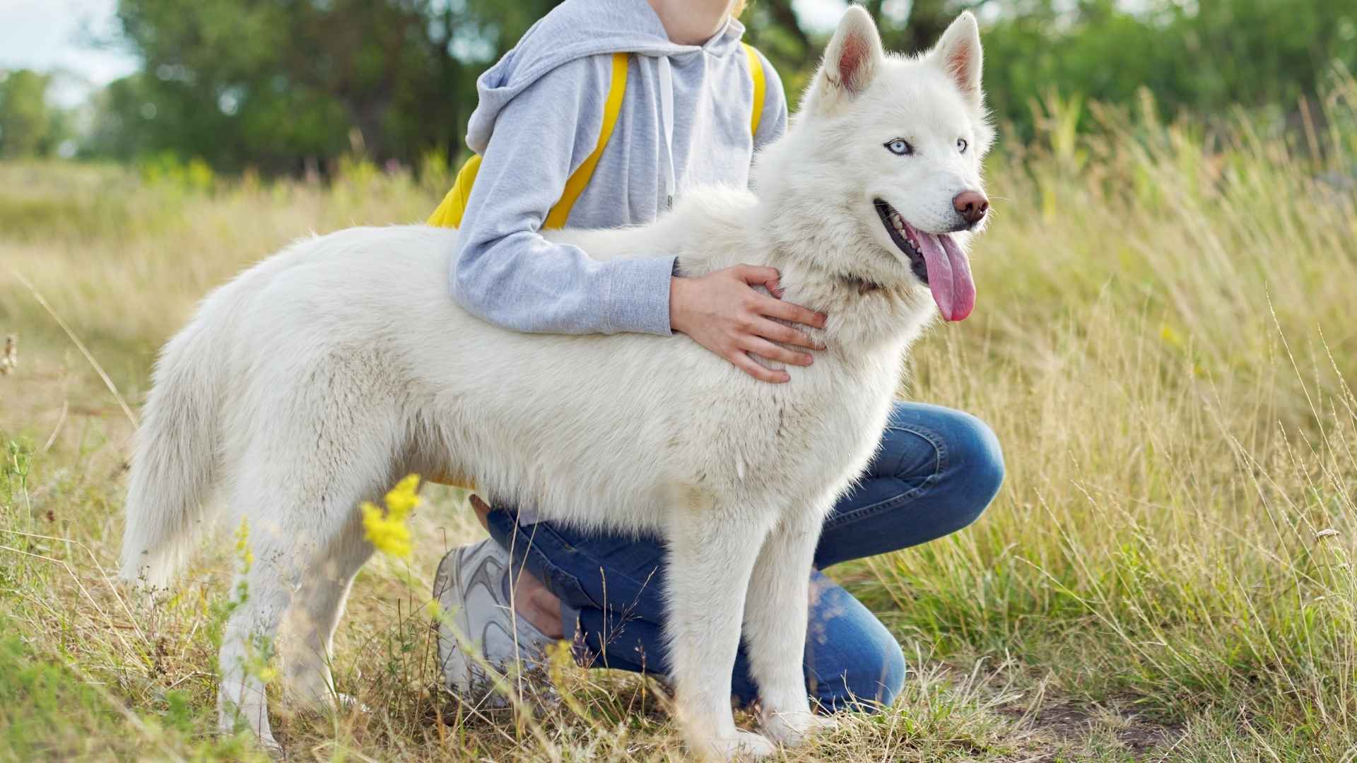 Wolf Dog Breeds White