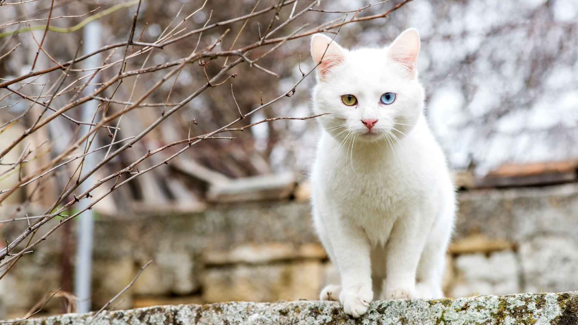 7 Different Cat Eye Colors & Their Fascinating Origins - Avesei.com