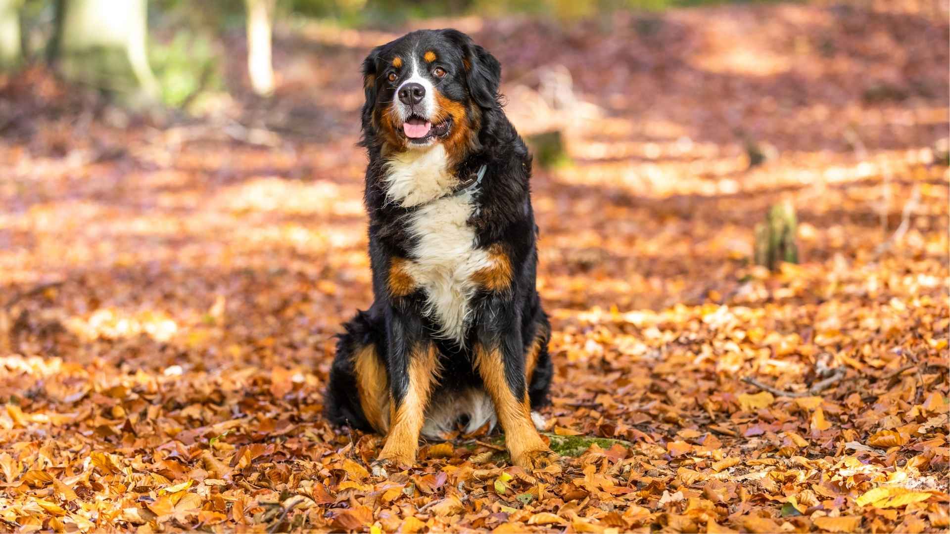 7 Gorgeous Tri-Colored Dog Breeds With Unique Coats - Ethawi.com