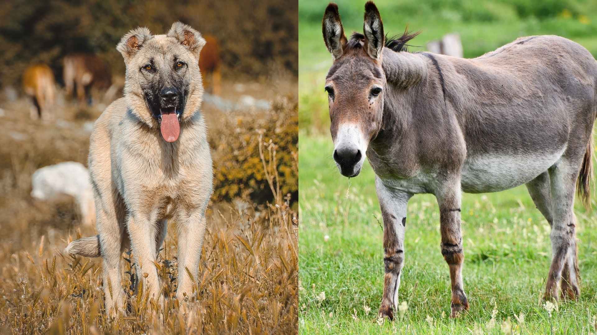 7 Guard Dog Breeds For Protection Against Donkeys - Inhenocha.com