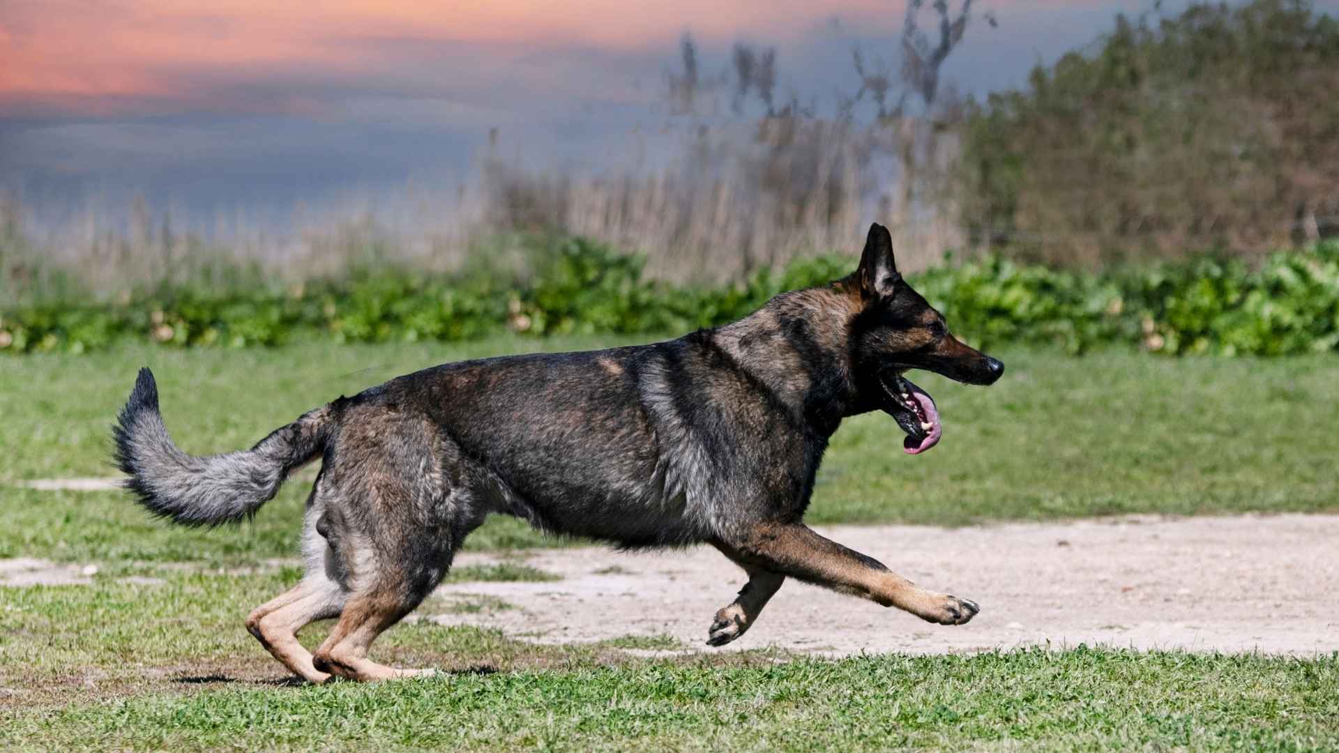 7 Guard Dog Breeds With Exceptional Speed To Keep You Safe - Avesei.com