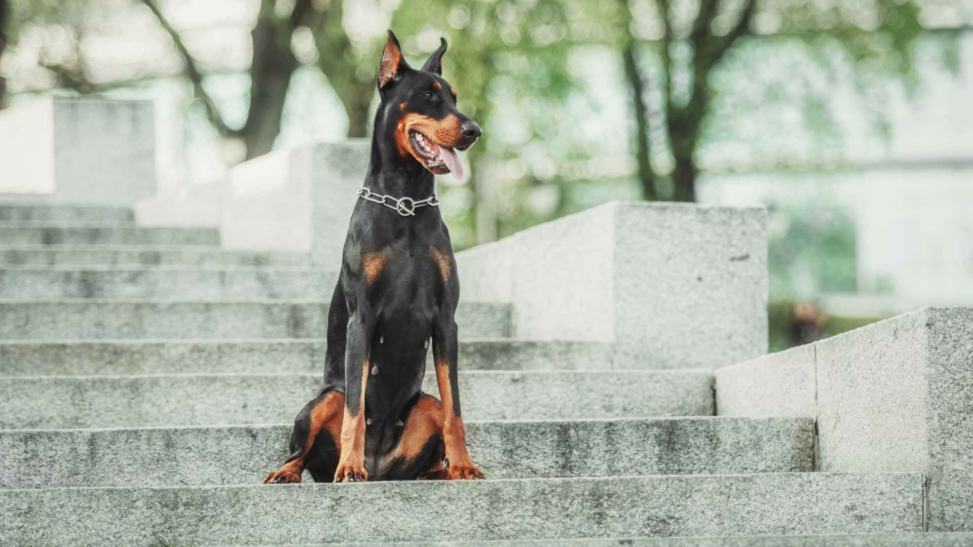 7 Guard Dog Breeds With High Intelligence For Protection Roles - Ethawi.com