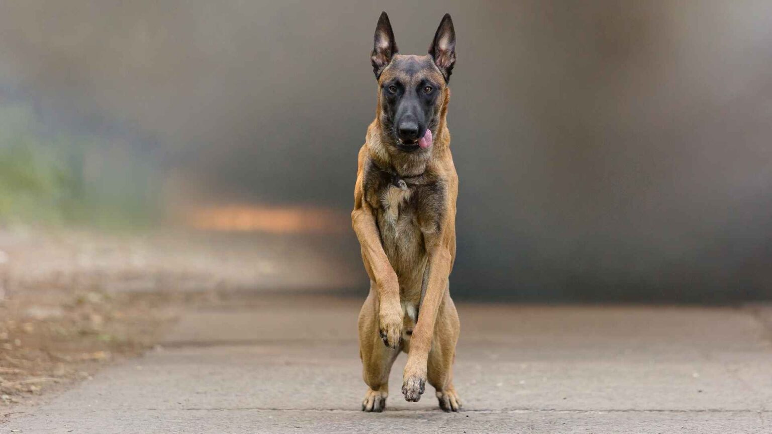 7 Most Bravest Dog Breeds That Stand Their Ground