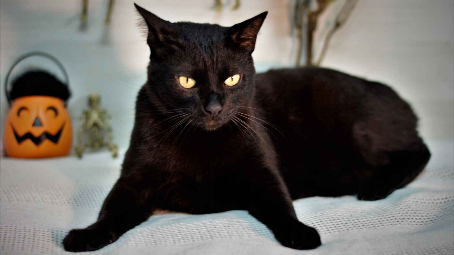 7 Most Common Calico Cat Breeds That Have The Iconic Pattern