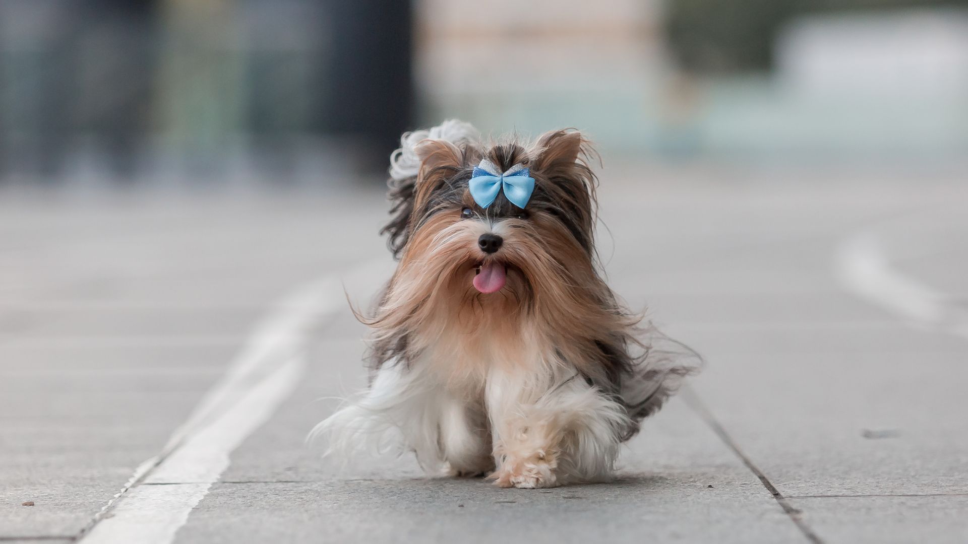 Most Expensive Dog Breeds 8 Most Expensive Dog Breeds In The World
