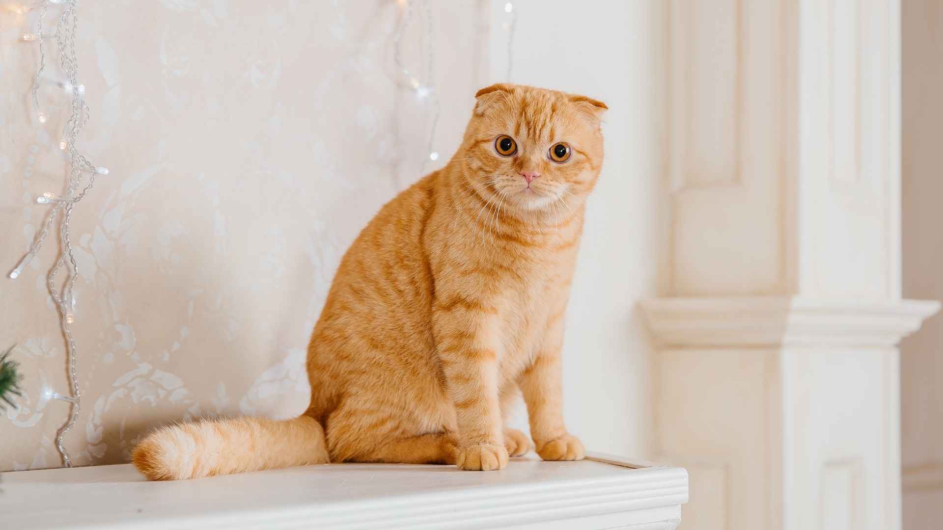 7 Gorgeous Light Orange Cat Breeds To Brighten Your Home - Ethawi.com