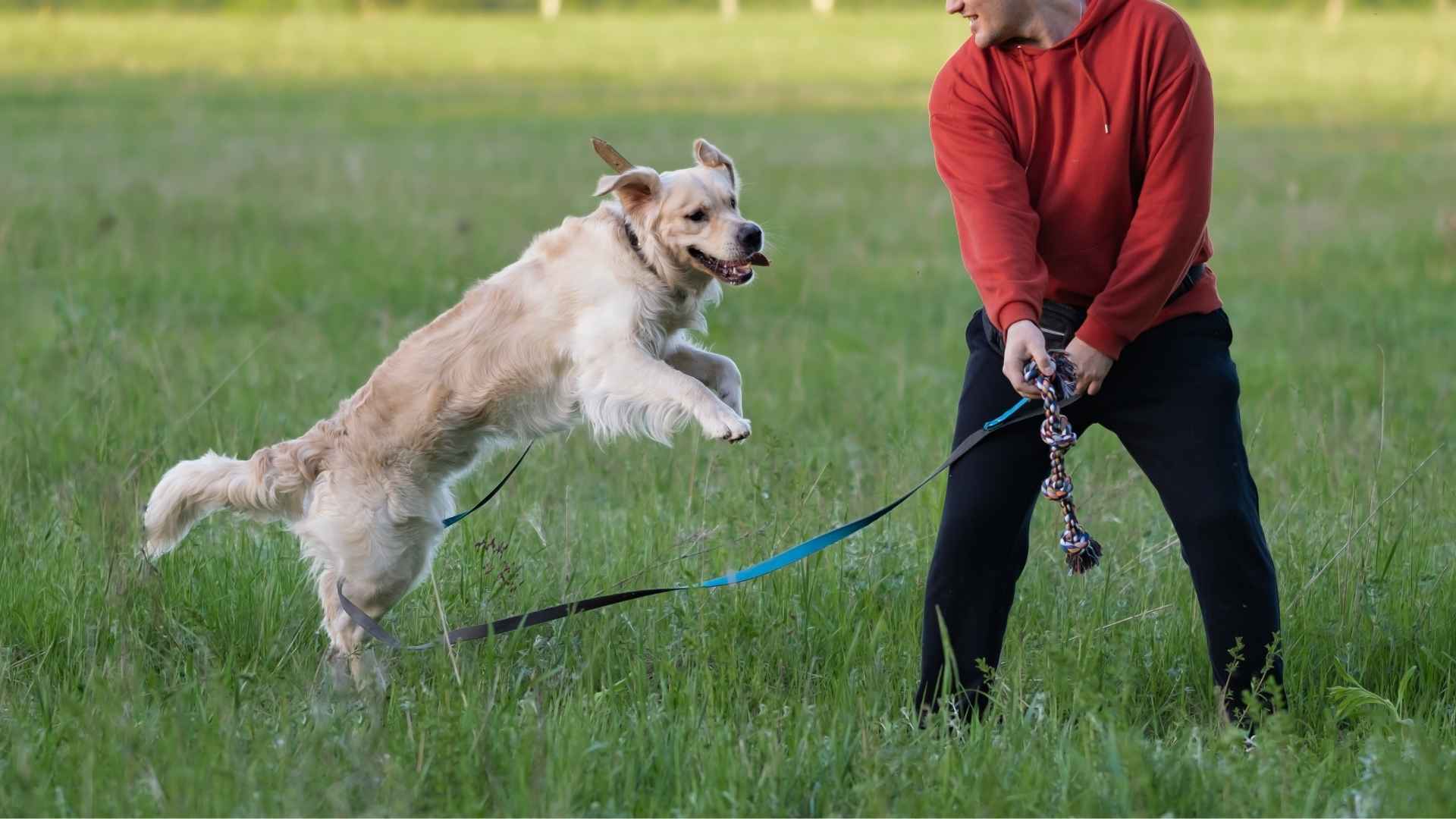 7 Most Hyperactive Dog Breeds For Energetic Owners - Cerfiem.com
