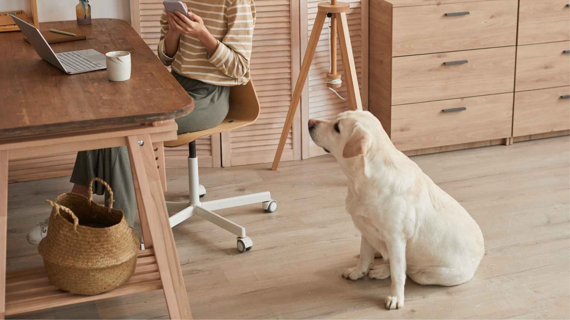 7 Most Needy Dog Breeds That Demand Your Attention - Ethawi.com