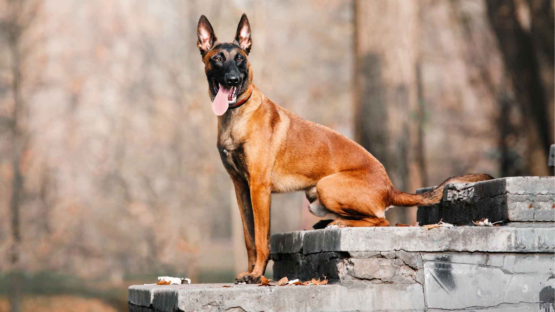 Guard Dog Breeds