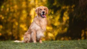 7 Most Spectacular Yellow Dog Breeds With Golden Coats