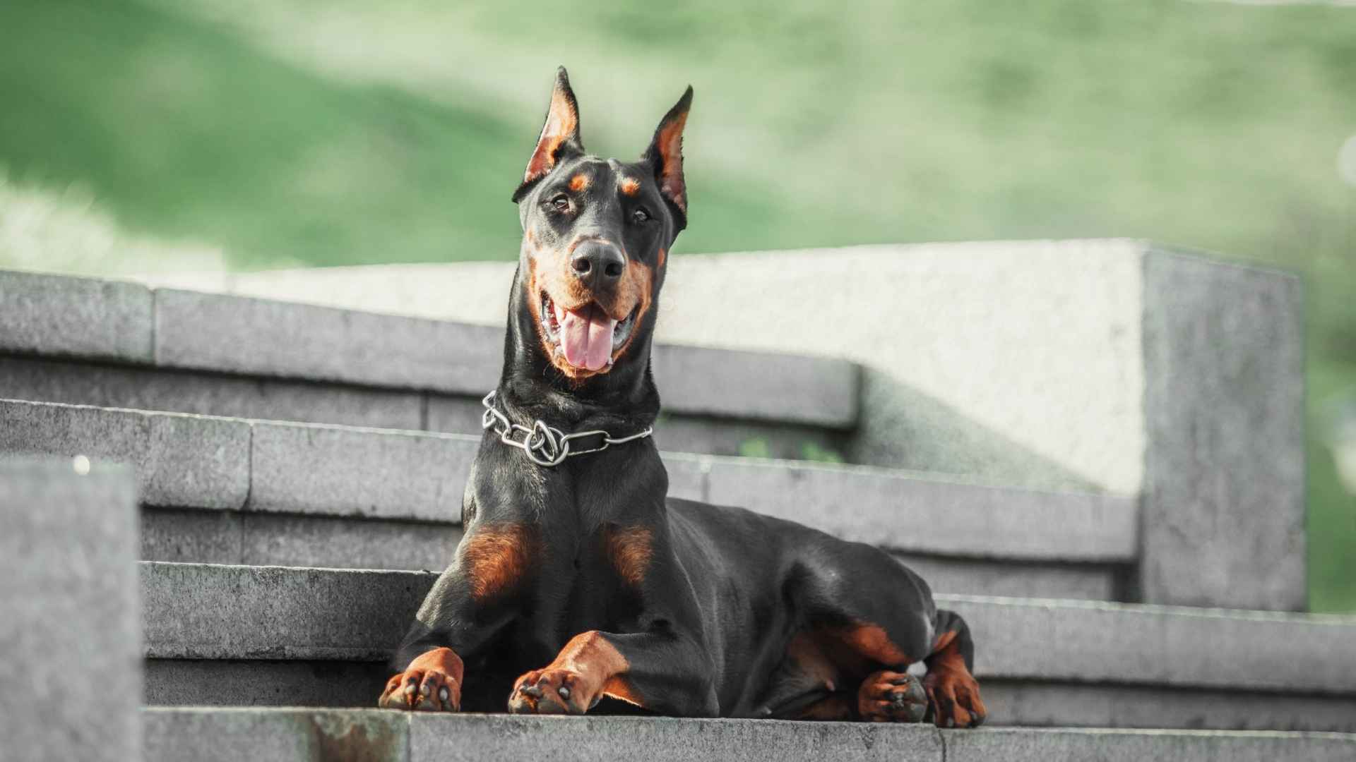 7 Top-Notch Guard Dog Breeds For Protection Against Robbery - Ethawi.com