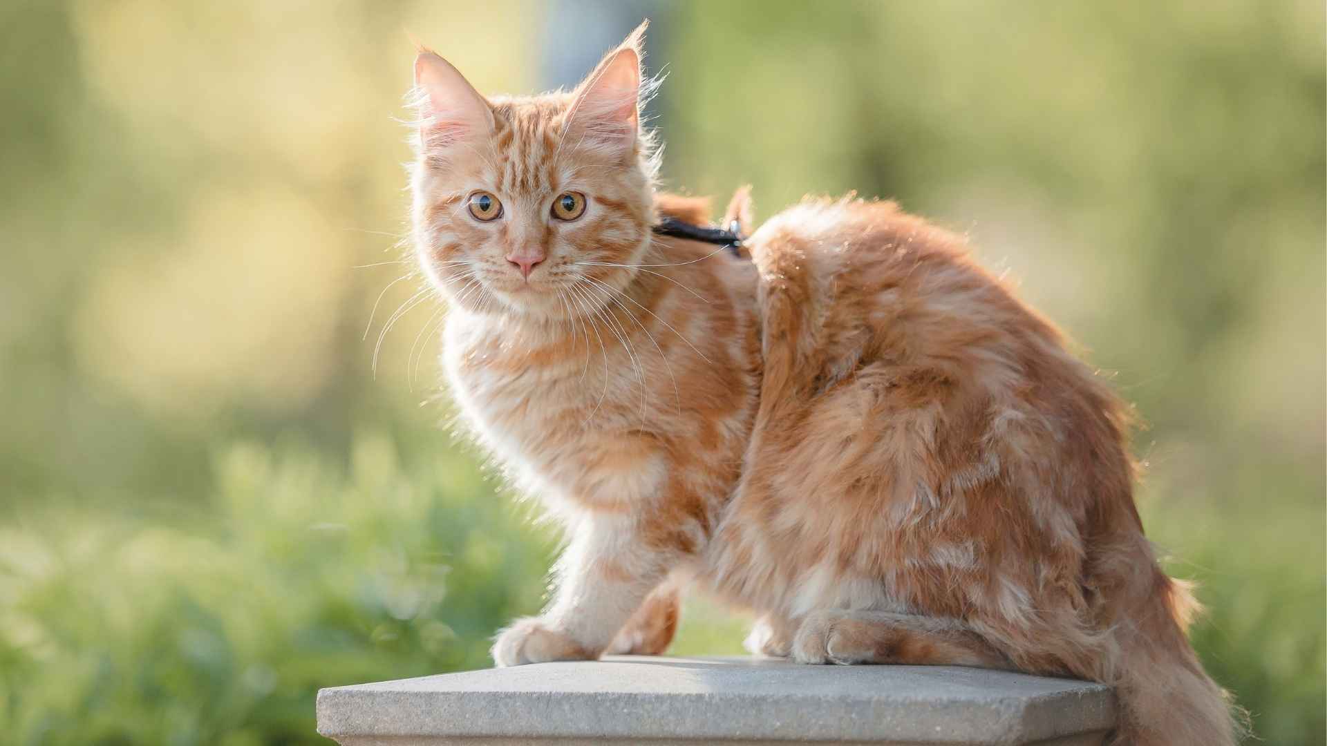 Orange Fluffy Cat Breeds