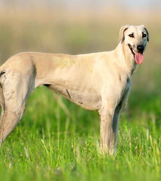 Tiger – Amazing Facts Of The Majestically Ferocious Animal