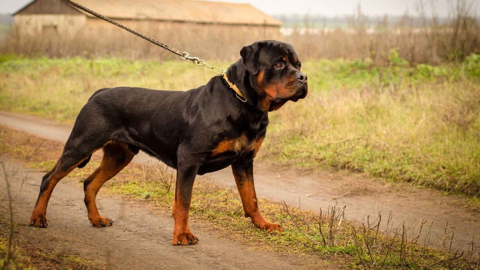 7 Most Robust & Strong Dog Breeds You Can Rely On
