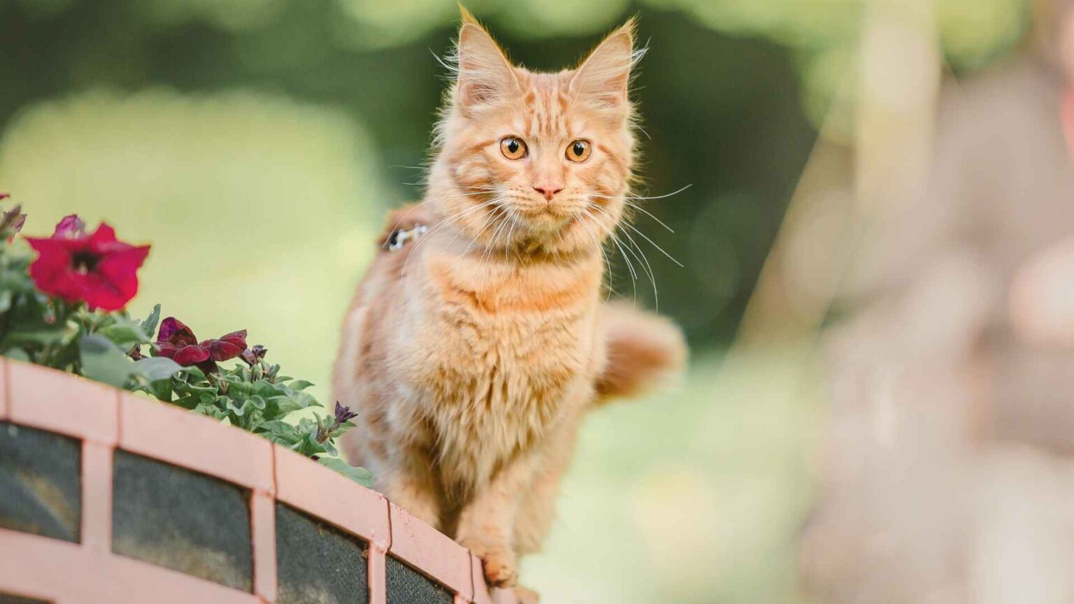 9 Most Royal Cat Breeds That Were Treasured By Nobility