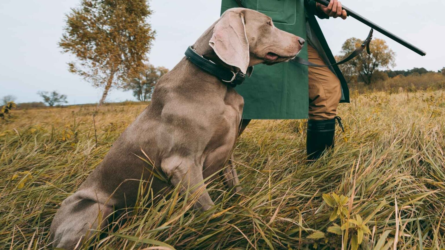 9 Smartest Hunting Dog Breeds That Excel In The Field