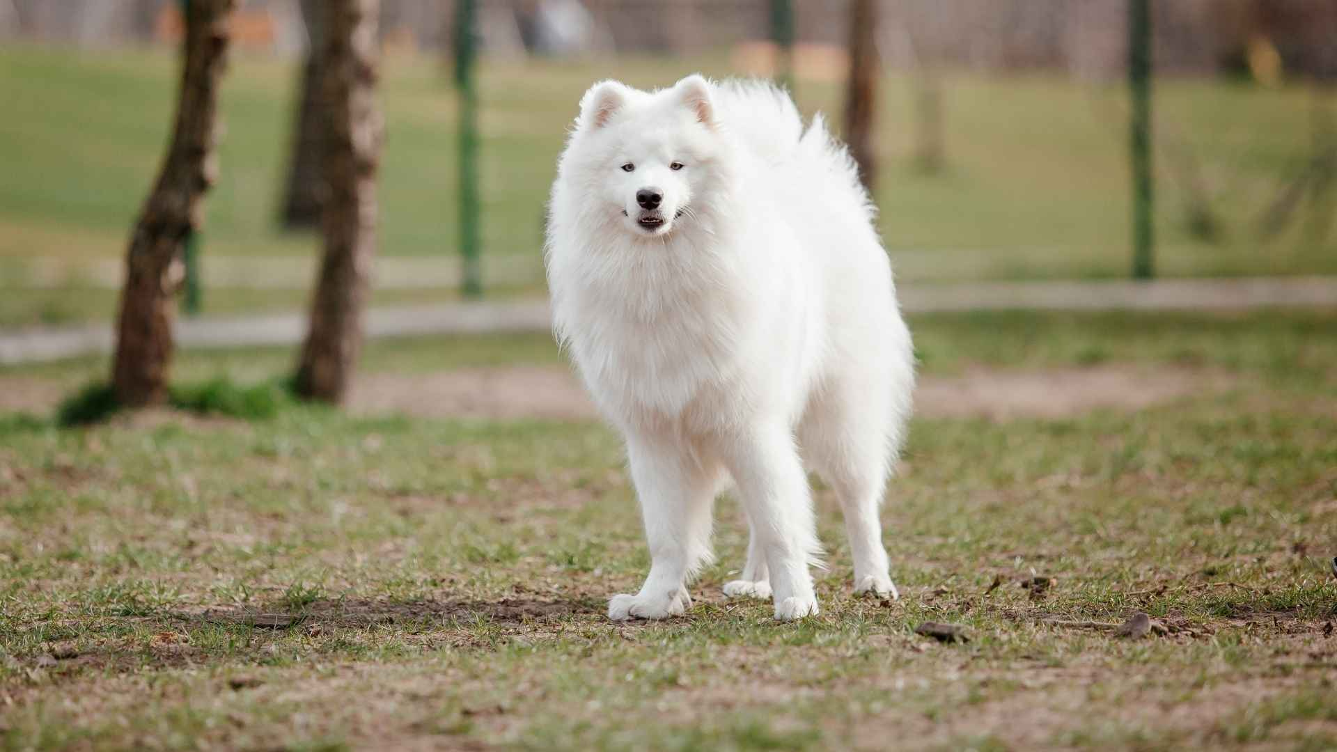 White Extra Large Dog Breeds Meet The 12 Puffiest, Floofiest,