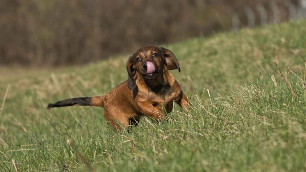 7 Best Small Hound Dog Breeds With Big Attitudes - Tededer.com