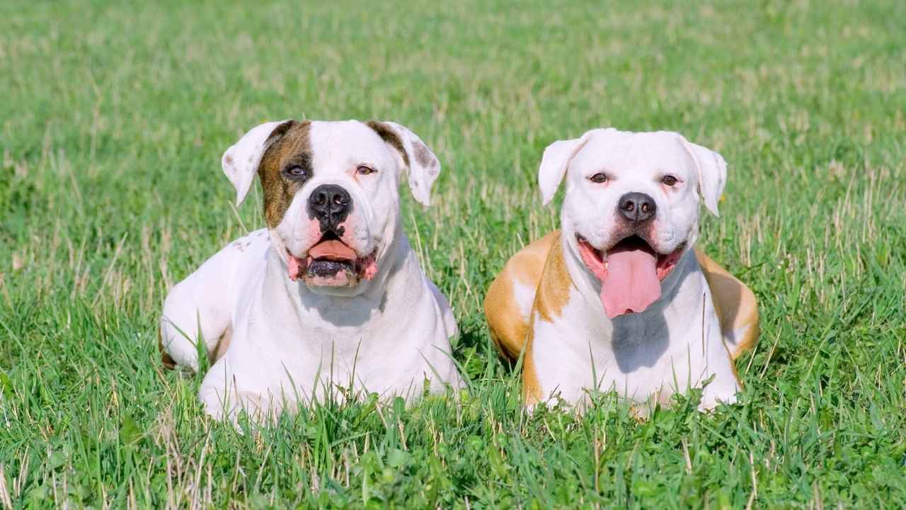 7 Dog Breeds That Look Like Bulldogs - Tededer.com