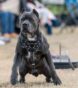 16 Toughest & Strongest Dog Breeds With Incredible Power