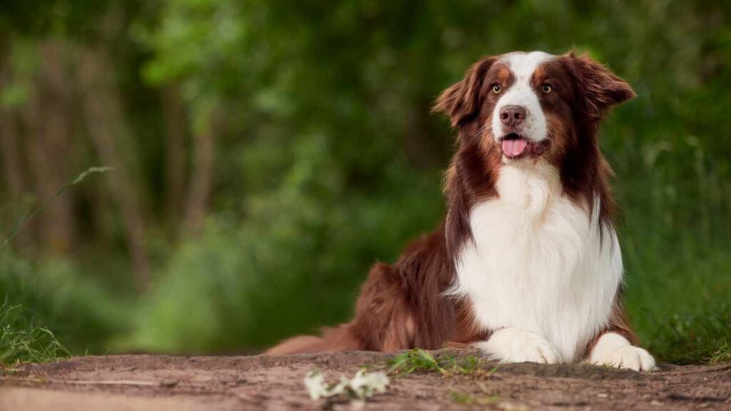10 Dark Brown Dog Breeds That Are Absolutely Breathtaking - Ethawi.com