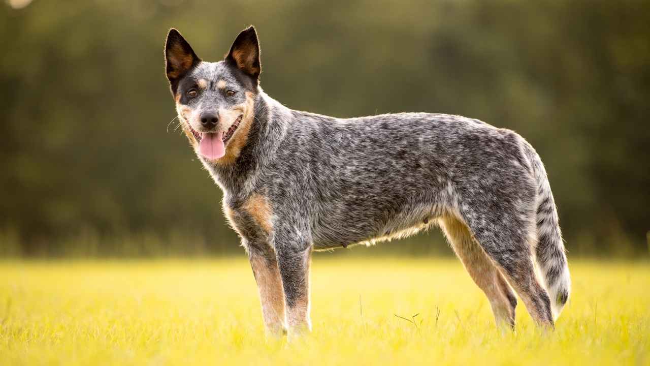 7 Iconic Australian Dog Breeds With Incredible Skills - Ethawi.com