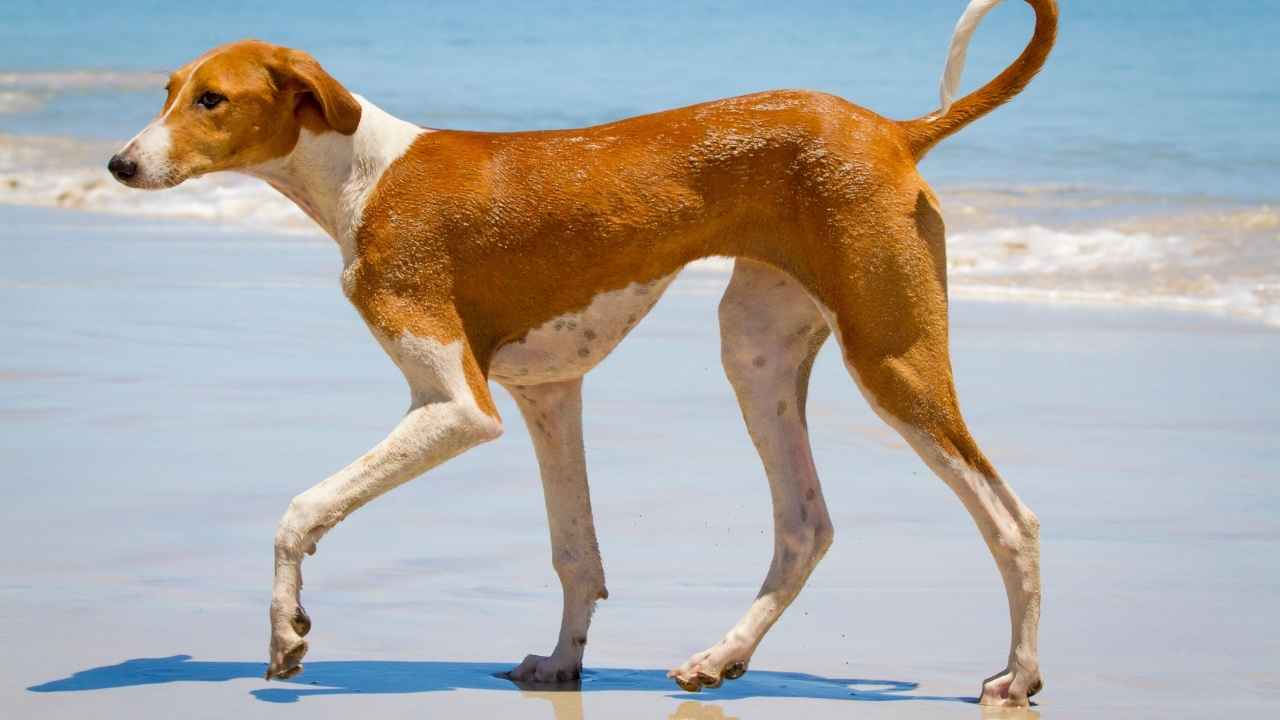 7 Rare Large Dog Breeds With Exceptional Longevity
