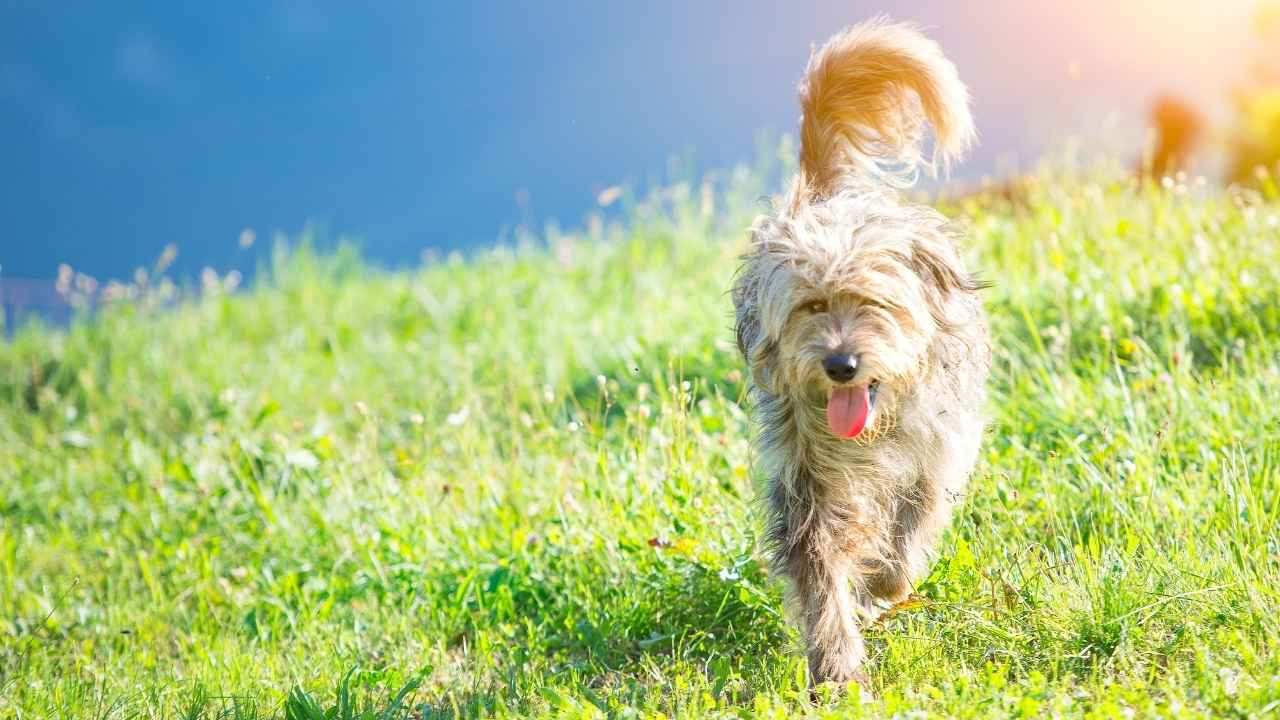7 Most Interesting Dog Breeds In The World - Ethawi.com