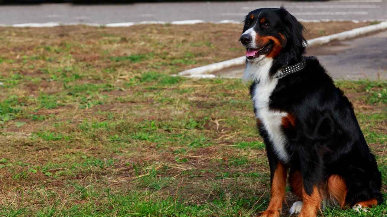 7 Best Autism Friendly Dog Breeds For Comfort & Support - Tededer.com