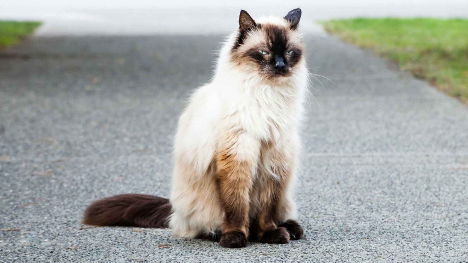 Beyond The Ordinary: 10 Exotic Rare Cat Breeds