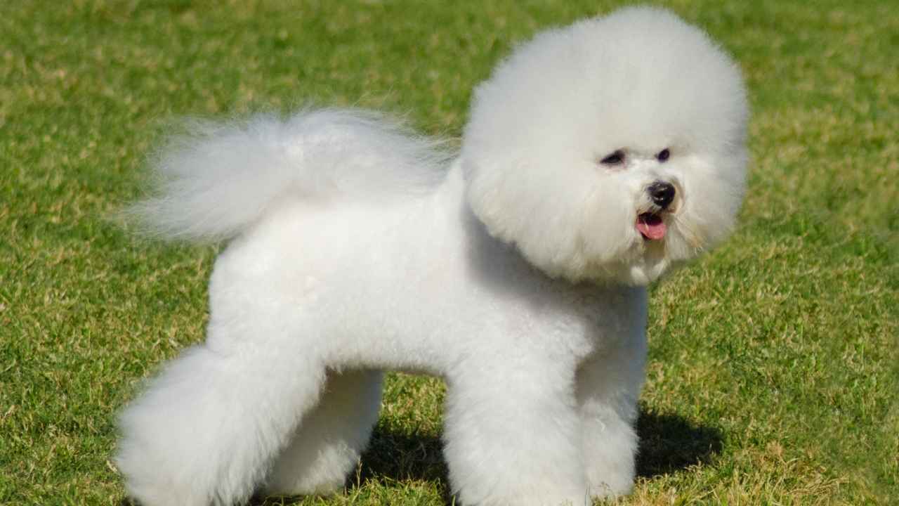 7 Best Small Curly Haired Dog Breeds - Ethawi.com