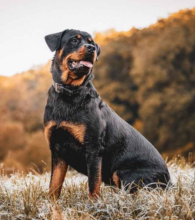 16 Toughest & Strongest Dog Breeds With Incredible Power