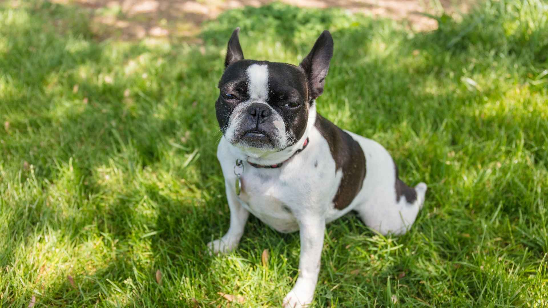 7 Dog Breeds That Look Like Bulldogs - Tededer.com