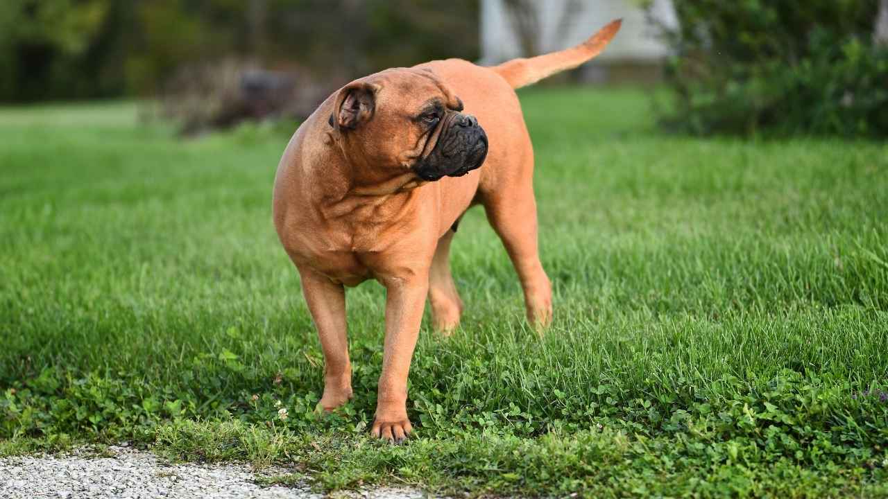 7 Dog Breeds That Look Like Bulldogs - Tededer.com
