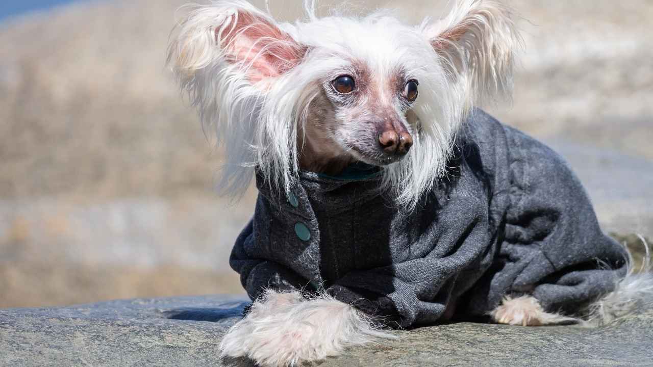 7 Best Small Desert Dog Breeds For Hot And Arid Climates - Ethawi.com