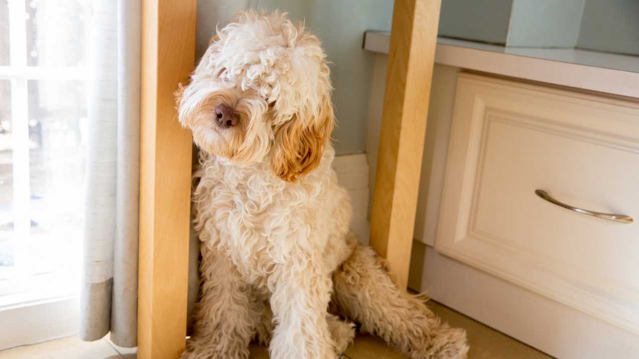 7 Best Small Curly Haired Dog Breeds - Ethawi.com