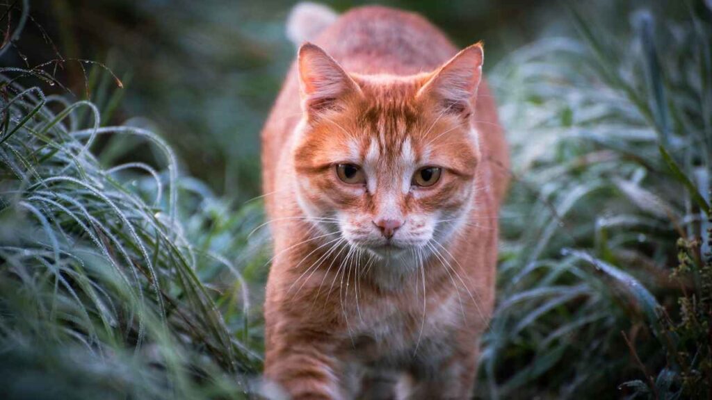 7 Different Cat Eye Colors & Their Fascinating Origins - Inhenocha.com