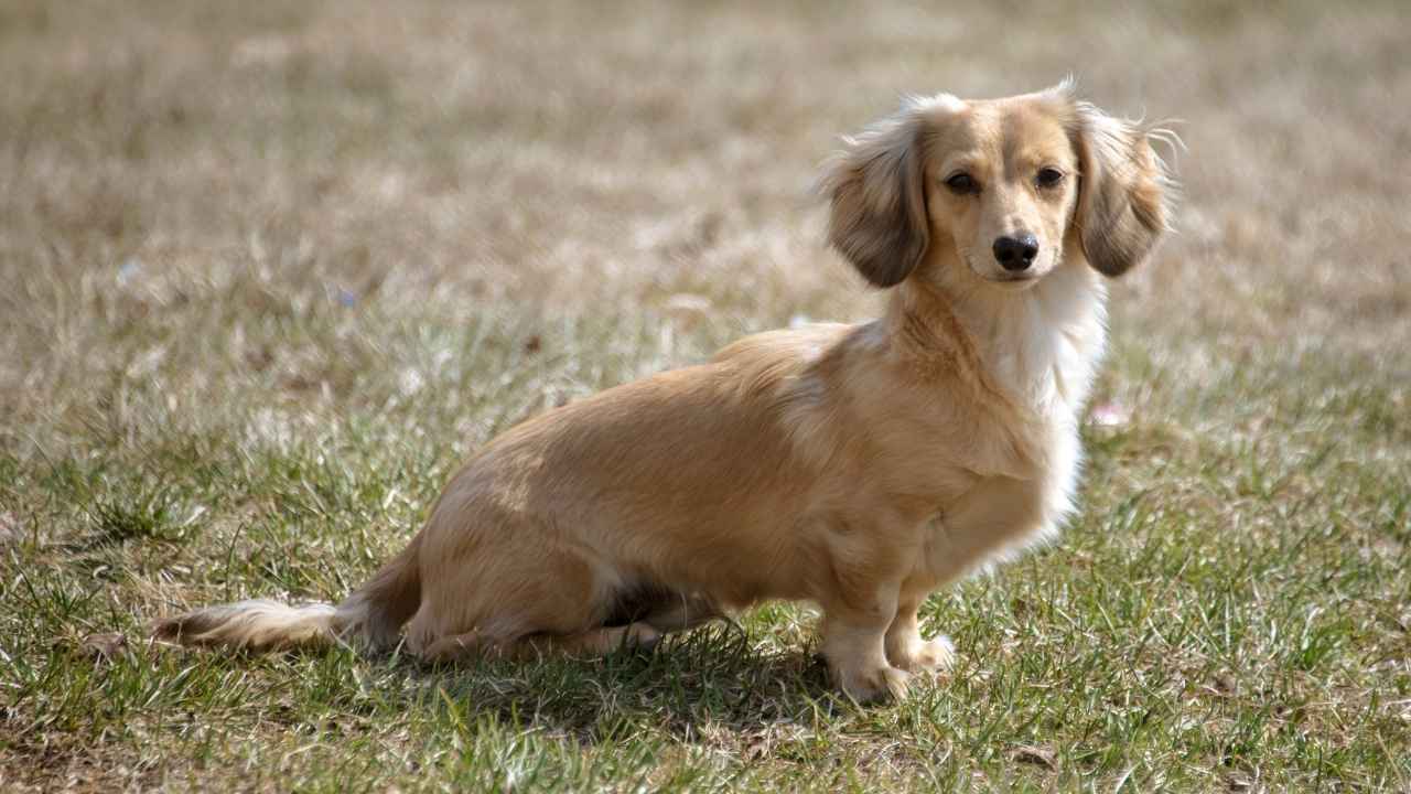 7 Best Small Desert Dog Breeds For Hot And Arid Climates - Ethawi.com