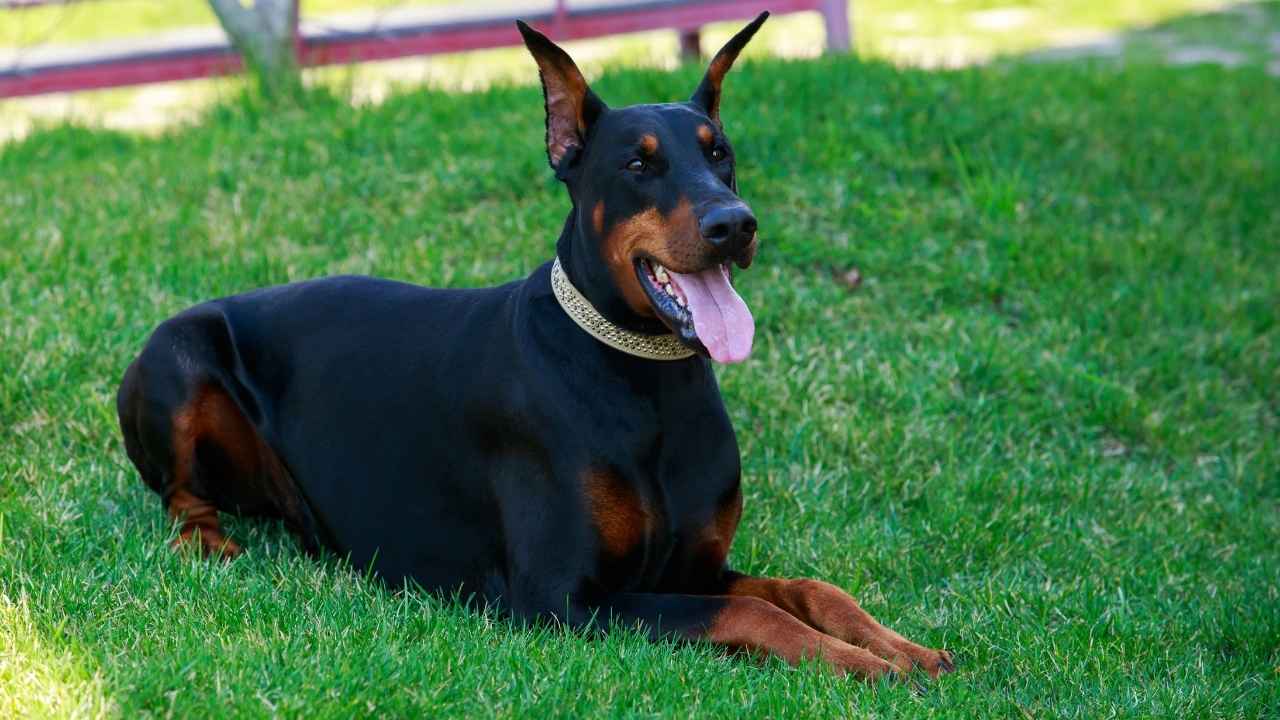 9 Most Dominant Dog Breeds That Lead The Pack - Ethawi.com