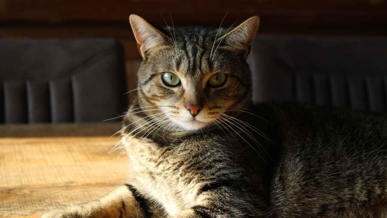 7 Fascinating World Of European Cat Breeds - Tededer.com