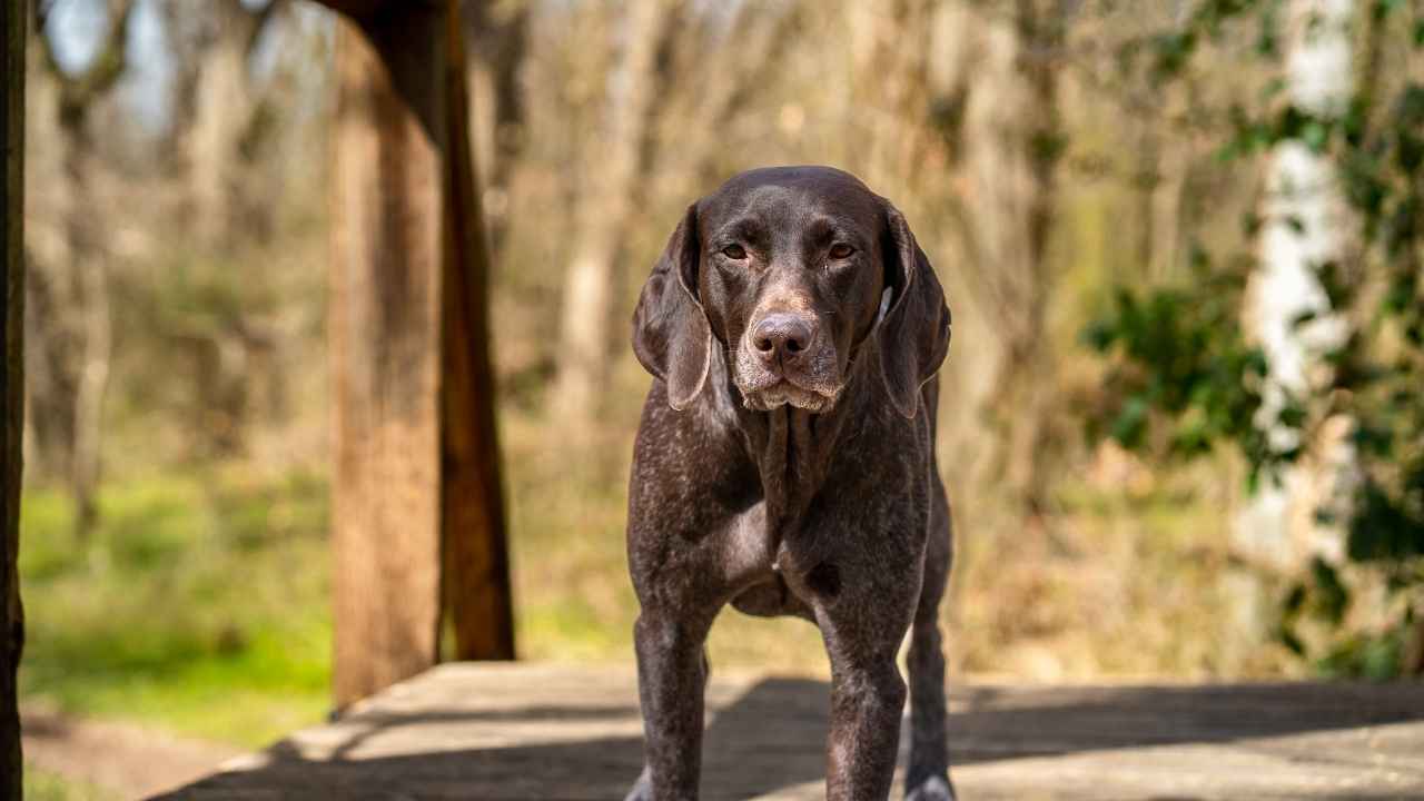 Golden Retriever Vs. German Shorthaired Pointer - Avesei.com