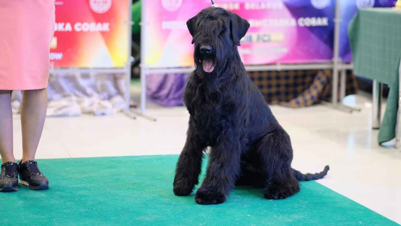 Giant Schnauzer Vs. Cane Corso – Detailed Breed Comparison - Tededer.com