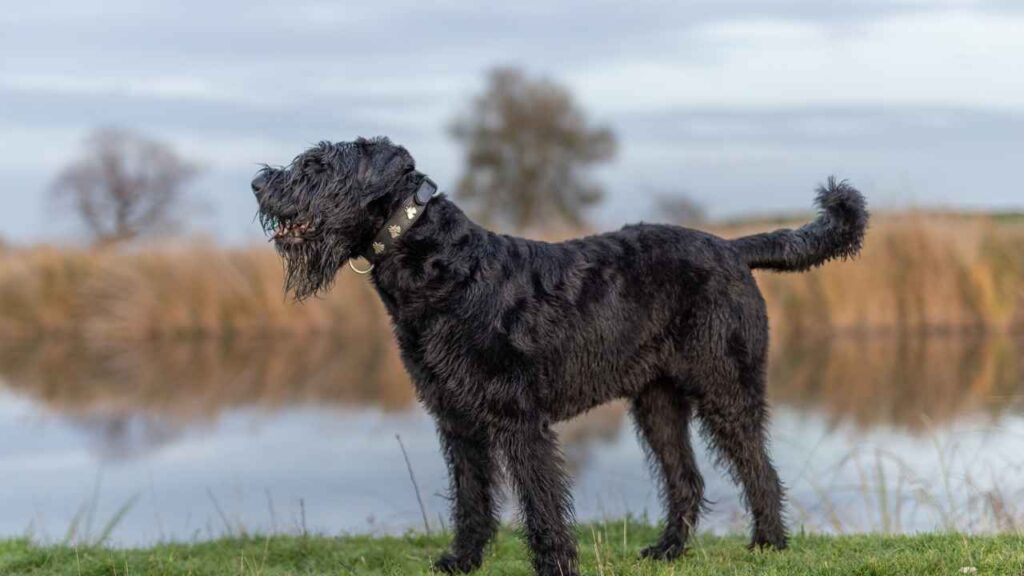 7 Best Large Doodle Dog Breeds For Dog Lovers - Inhenocha.com